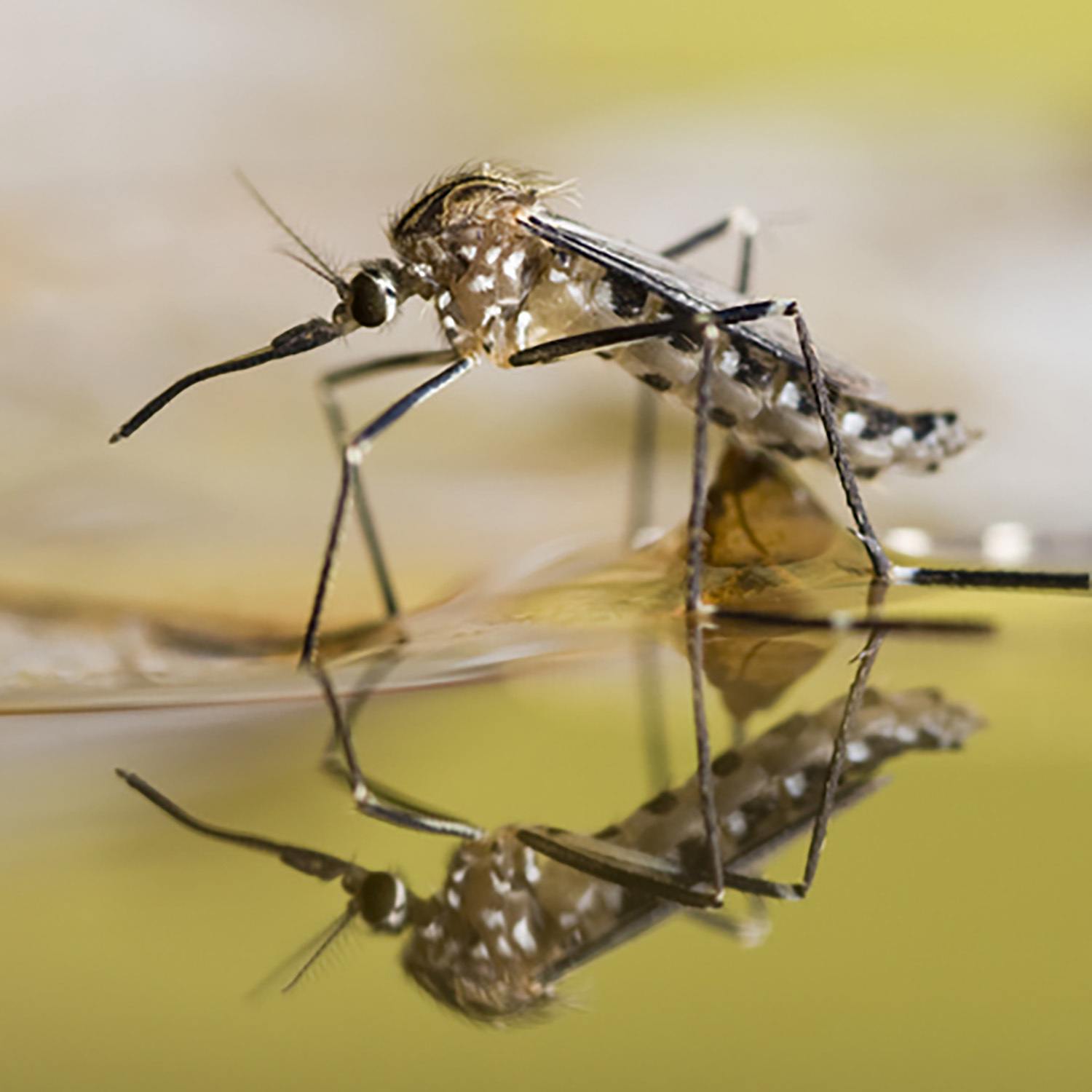Uni backs promising ideas to buzz off mozzies / November 2020 / 2020 ...