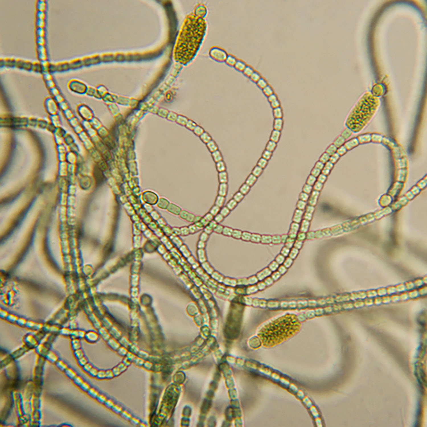 Algaebase Cyanobacteria