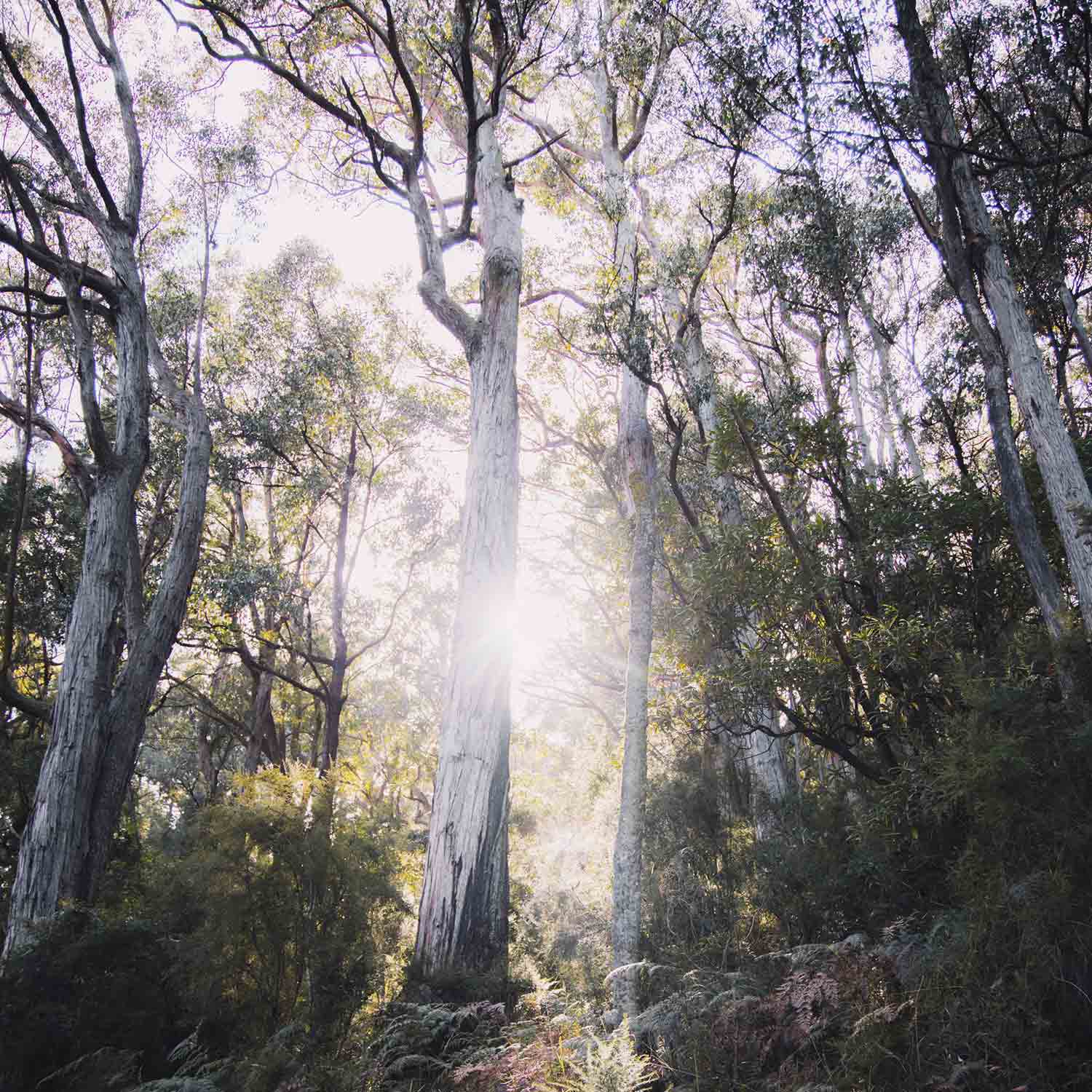 Emeritus Laureate Professor Graham Goodwin / Staff Profile / The ...