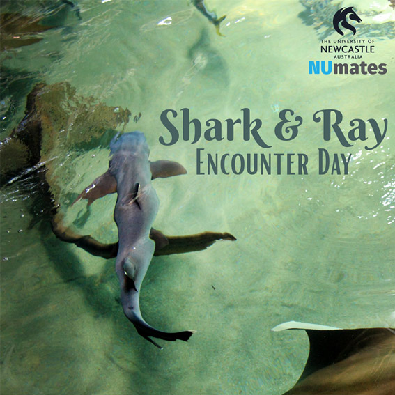 NUmates Excursion – Shark and Ray Encounter Day / Current Students ...