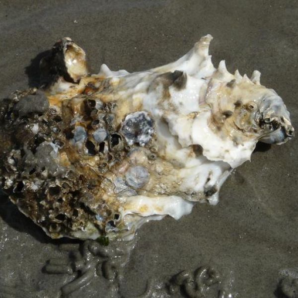 Dr Geoff MacFarlane / Staff Profile / The University of Newcastle ...