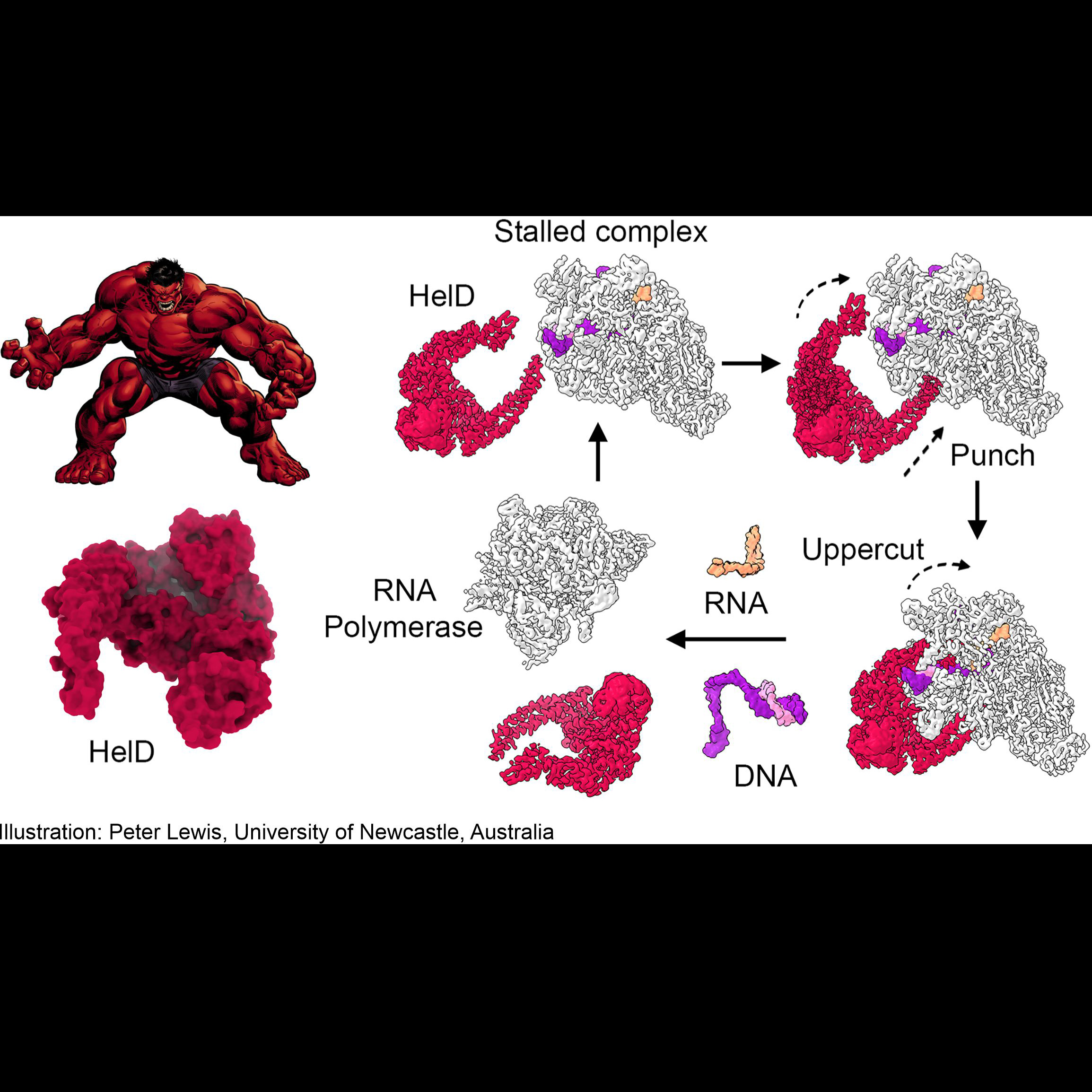Rna