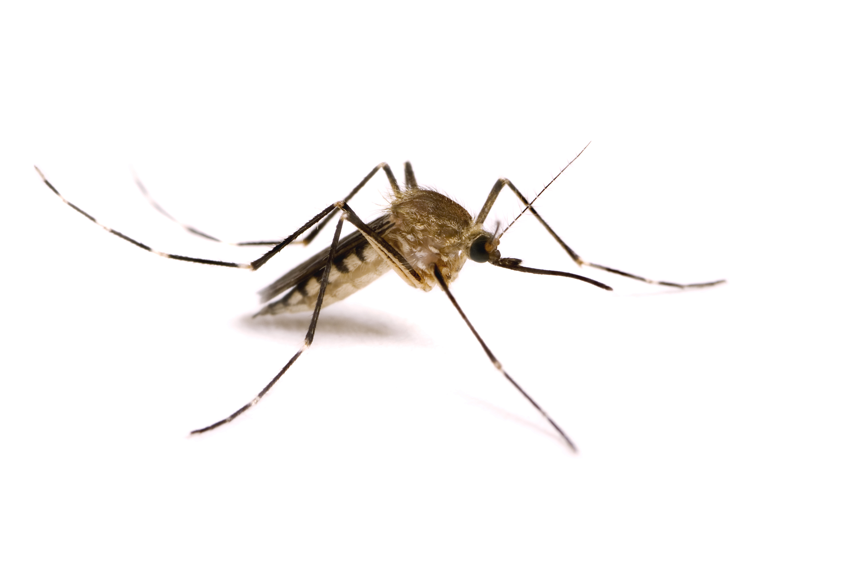 Mosquito-Borne Virus Alert / March 2014 / 2014 / News / The University ...