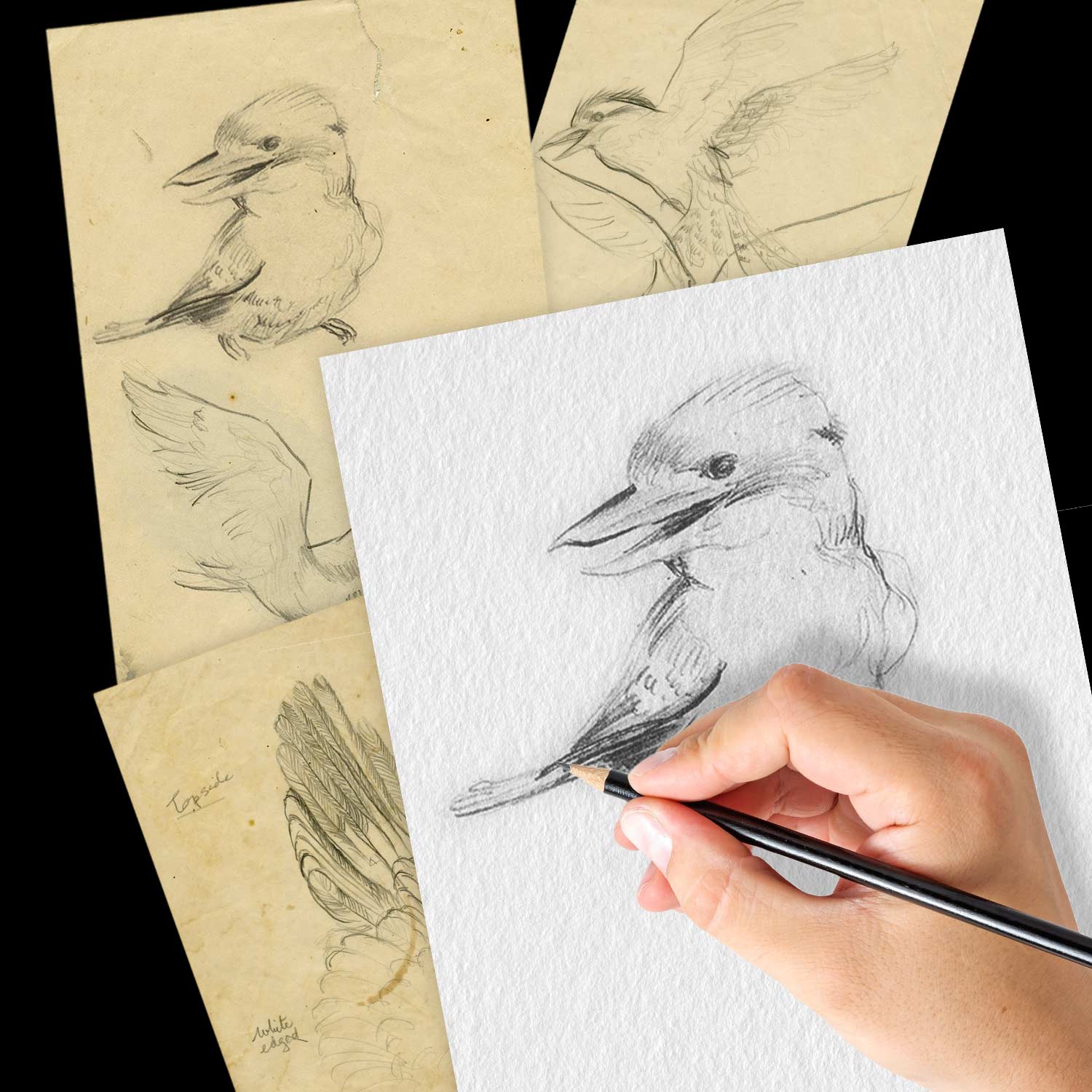 Natural History Drawing Workshop / Library / Events / The University of ...